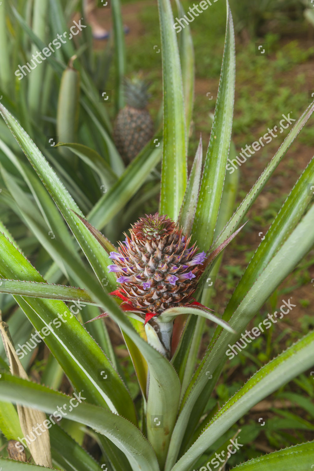 Pineapple Plant Ananas Comosus Flower Sri Editorial Stock Photo - Stock ...