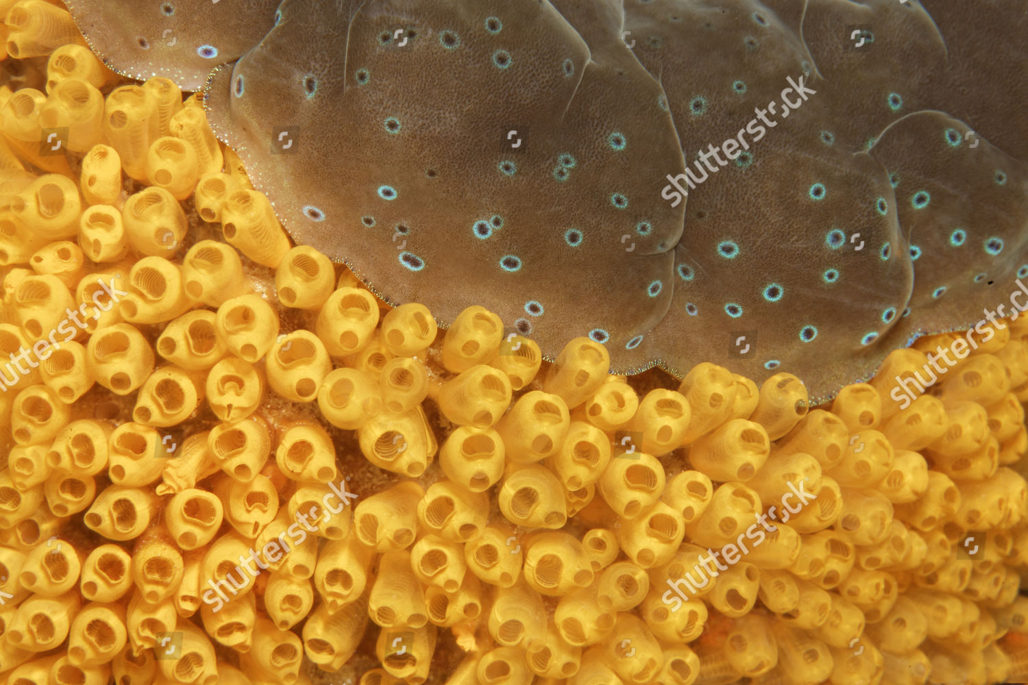 Colony Sea Squirts Ascidiacea On Giant Editorial Stock Photo - Stock ...
