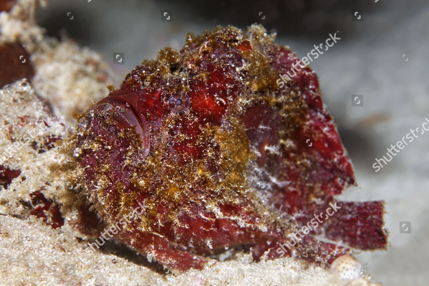 Anglerfish Frogfish Species Antennarius Sp Unesco Editorial Stock Photo ...