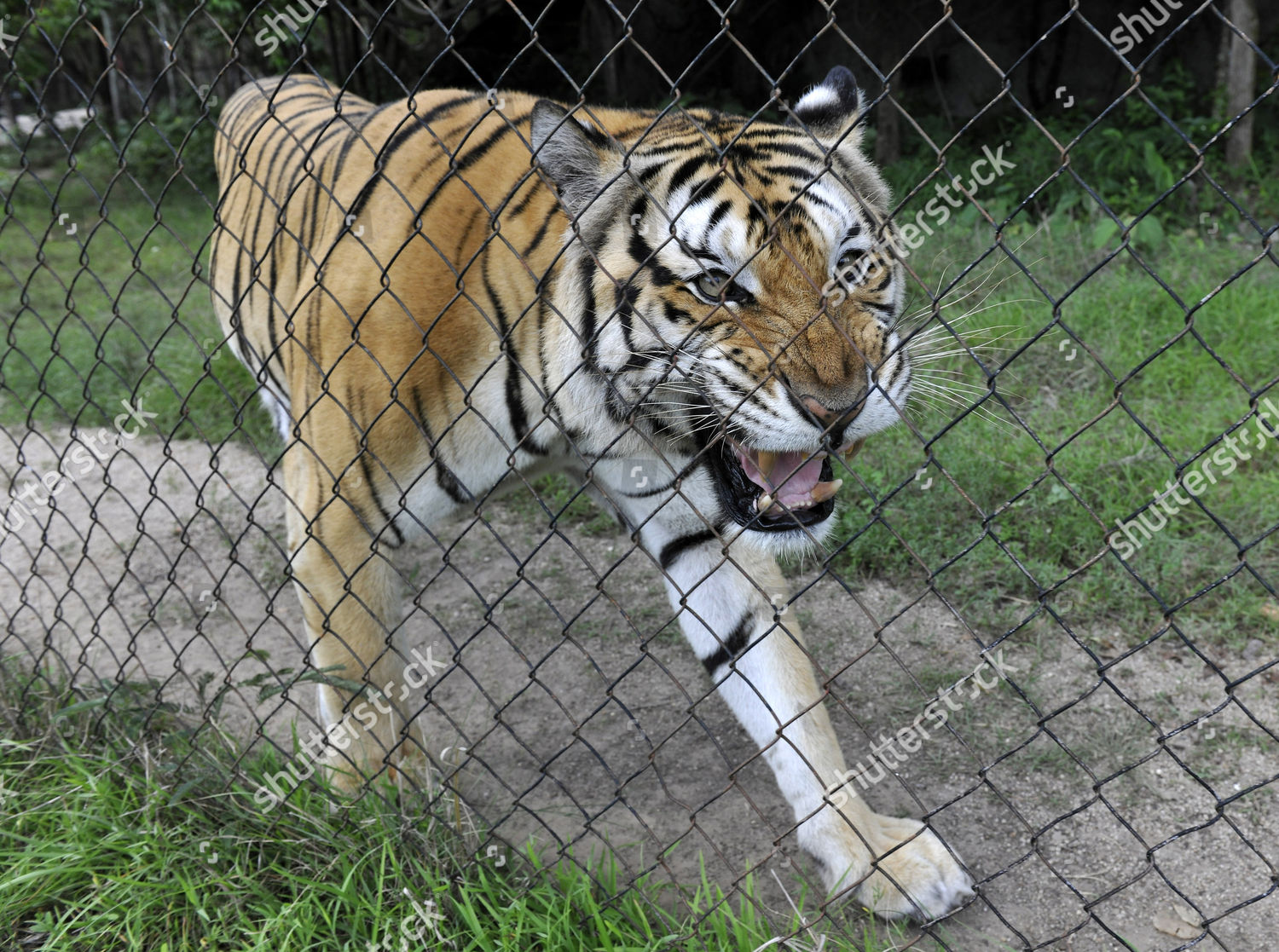 Caged Tiger Panthera Tigris Hissing Behind Editorial Stock Photo ...