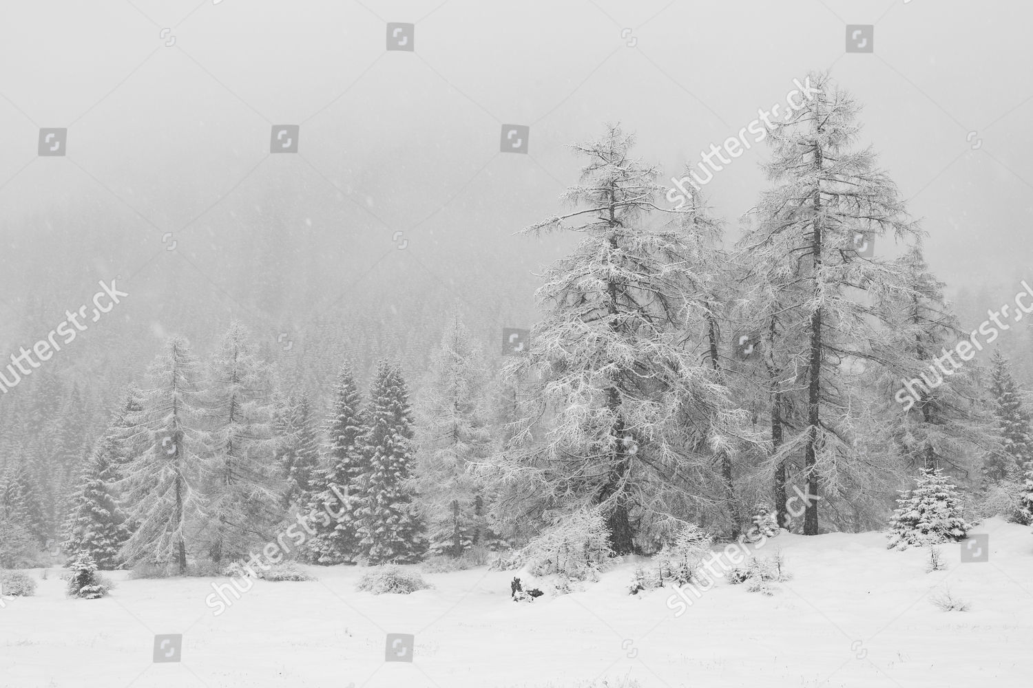 Snowcovered Trees Obernberg Gries Tyrol Austria Editorial Stock Photo ...