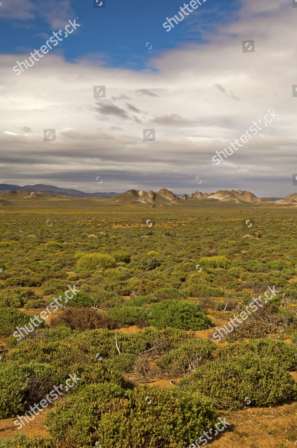 Nama Karoo Lowshrub Vegetation Area Richtersveld Editorial Stock Photo ...