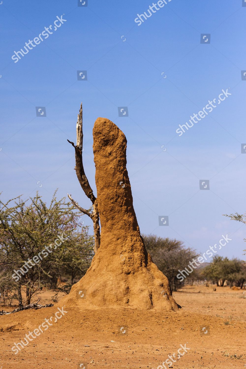 Termite Mound Kaokoland Kaokoveld Namibia Editorial Stock Photo - Stock ...