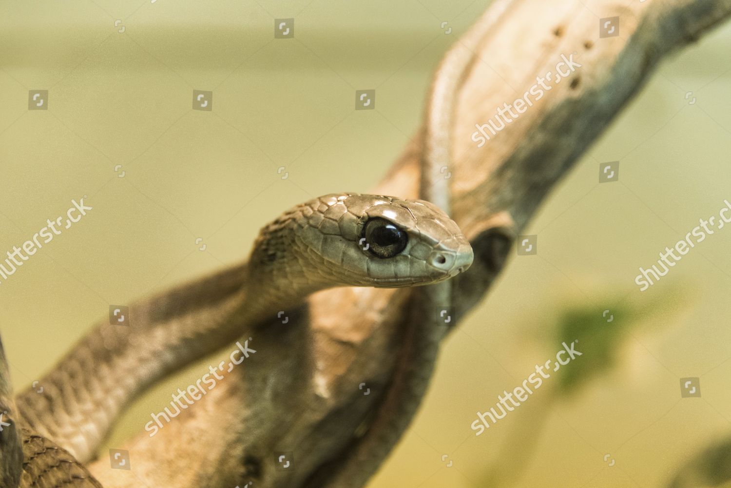 Boomslang Dispholidus Typus Living Desert Snake Editorial Stock Photo ...