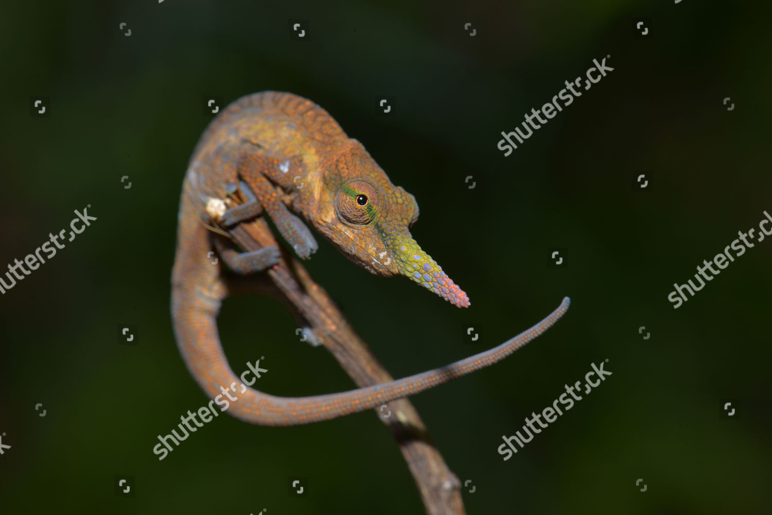 Pinocchiochamaleon Calumma Gallus Voimana National Park Editorial Stock ...