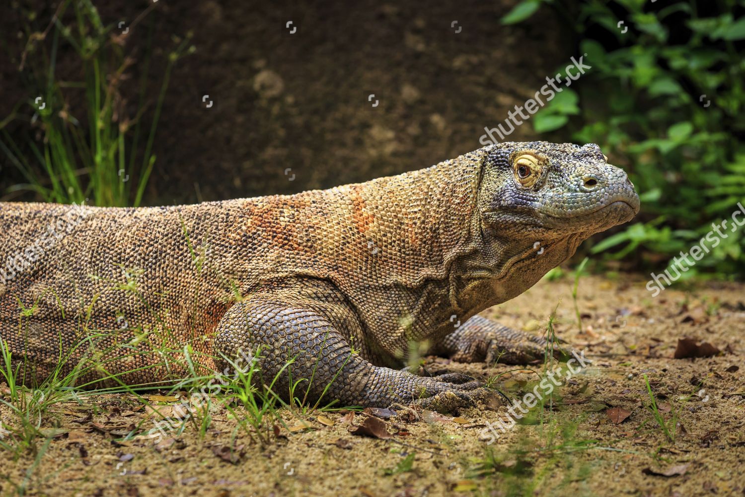 Komodo Dragon Varanus Komodoensis Captive Singapore Editorial Stock ...