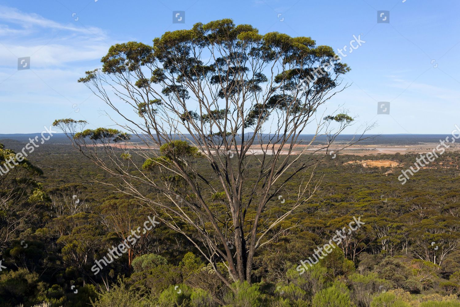 Dundas Blackbutt Tree Eucalyptus Dundasii Norseman Editorial Stock ...