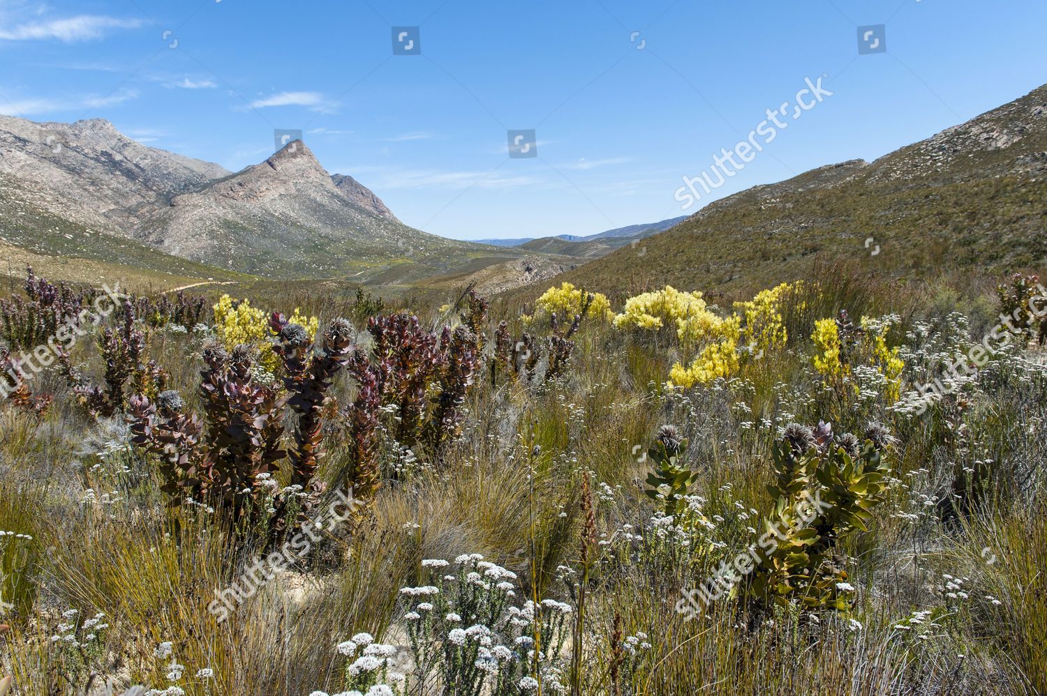 Vegetation Swartberg Mountain Range Unesco World Editorial Stock Photo ...