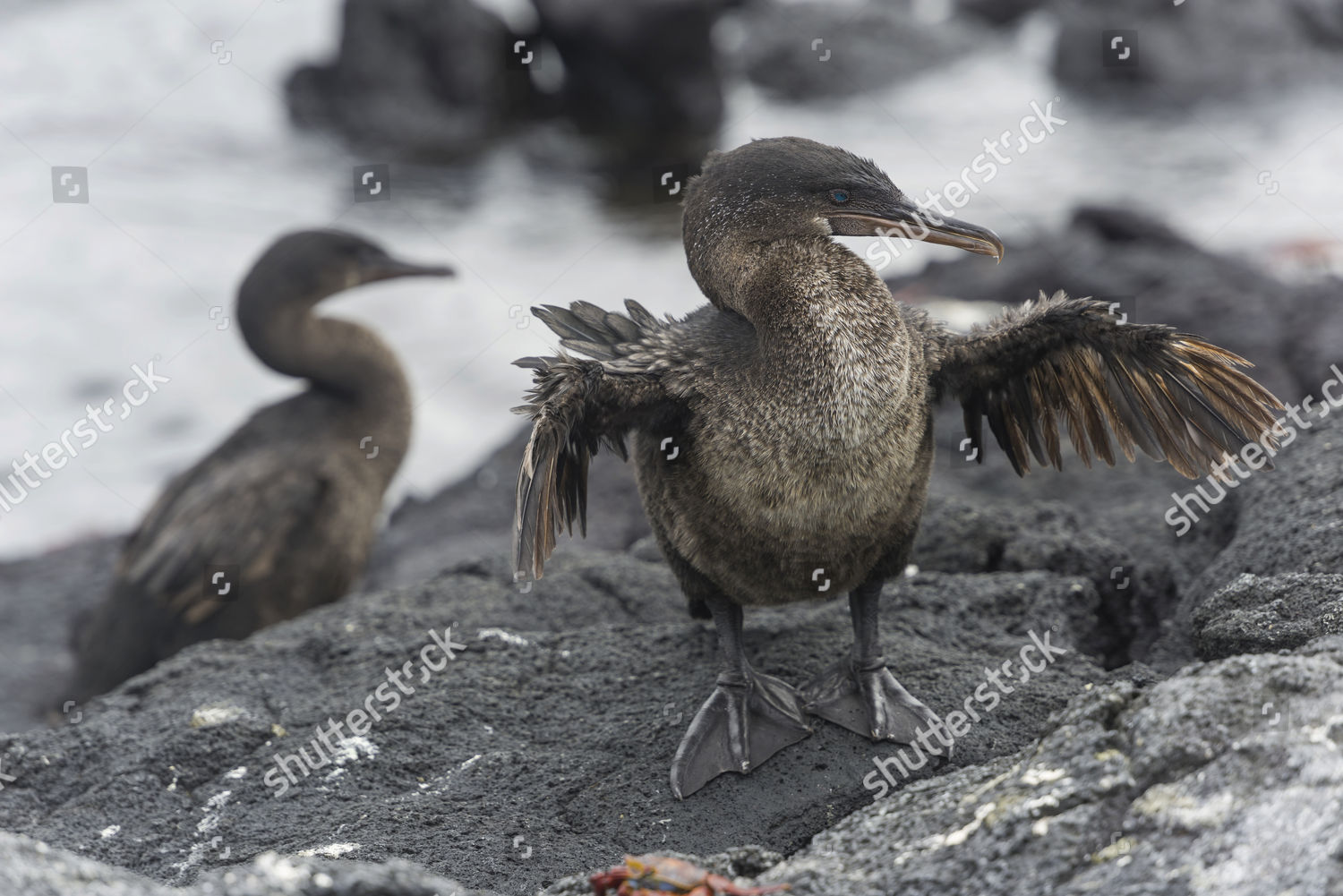 Flightless Cormorant Cormorant Phalacrocorax Harrisi Narborough Editorial Stock Photo - Stock ...