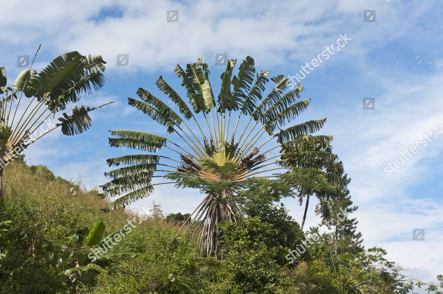 Travellers Tree Travellers Palm Ravenala Madagascariensis Editorial ...