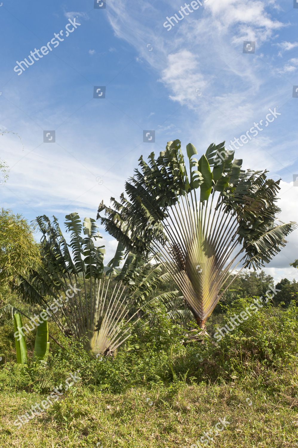 Travellers Tree Travellers Palm Ravenala Madagascariensis Editorial ...
