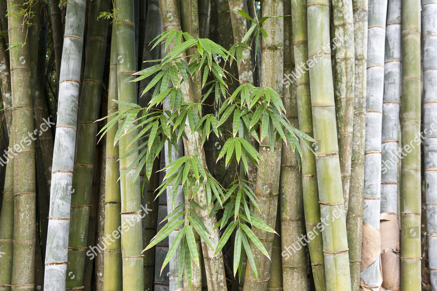 Bamboo Thick Stems Leaves Nahampoana Reserve Editorial Stock Photo ...