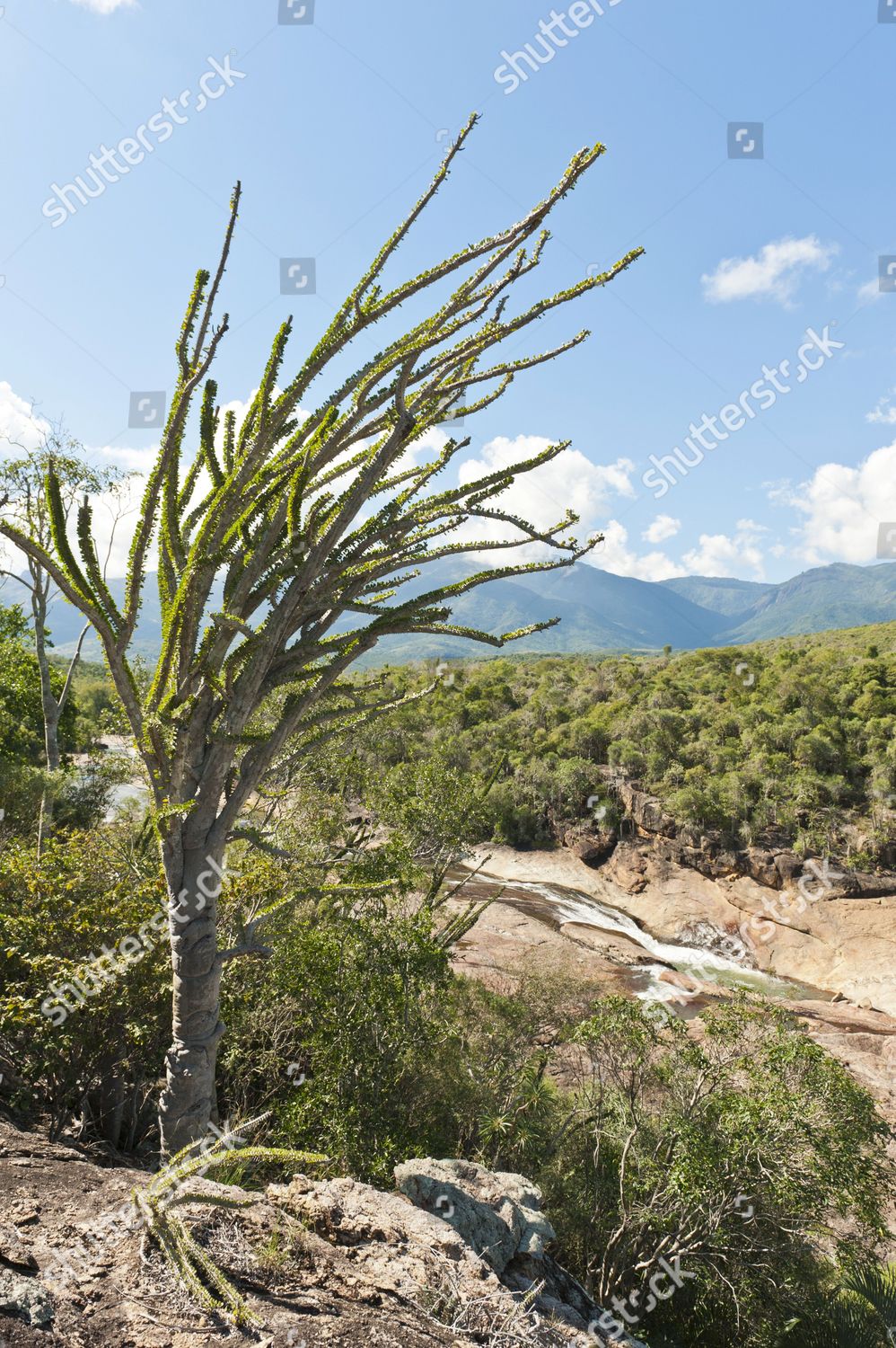 Tropical Dry Forest Landscape River Rocks Editorial Stock Photo - Stock ...