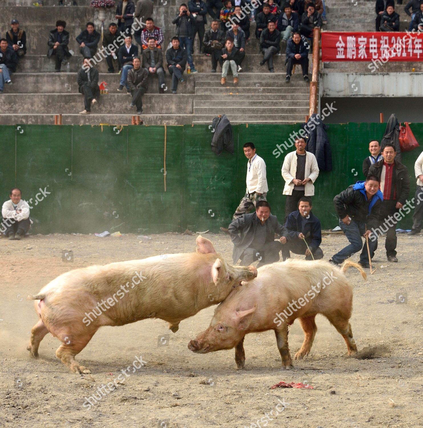 Pigs Fighting Editorial Stock Photo - Stock Image | Shutterstock