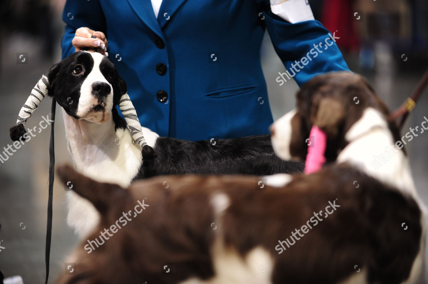 English Springer Spaniels Have Their Ears Editorial Stock Photo - Stock ...