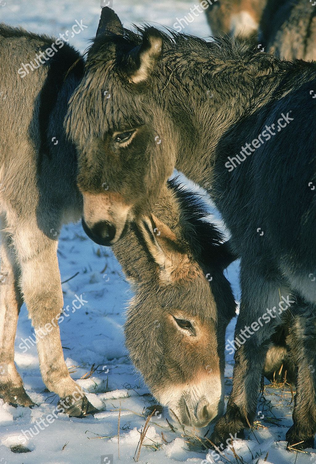 Asiatic Wild Ass Onager Equus Hemionus Editorial Stock Photo - Stock ...