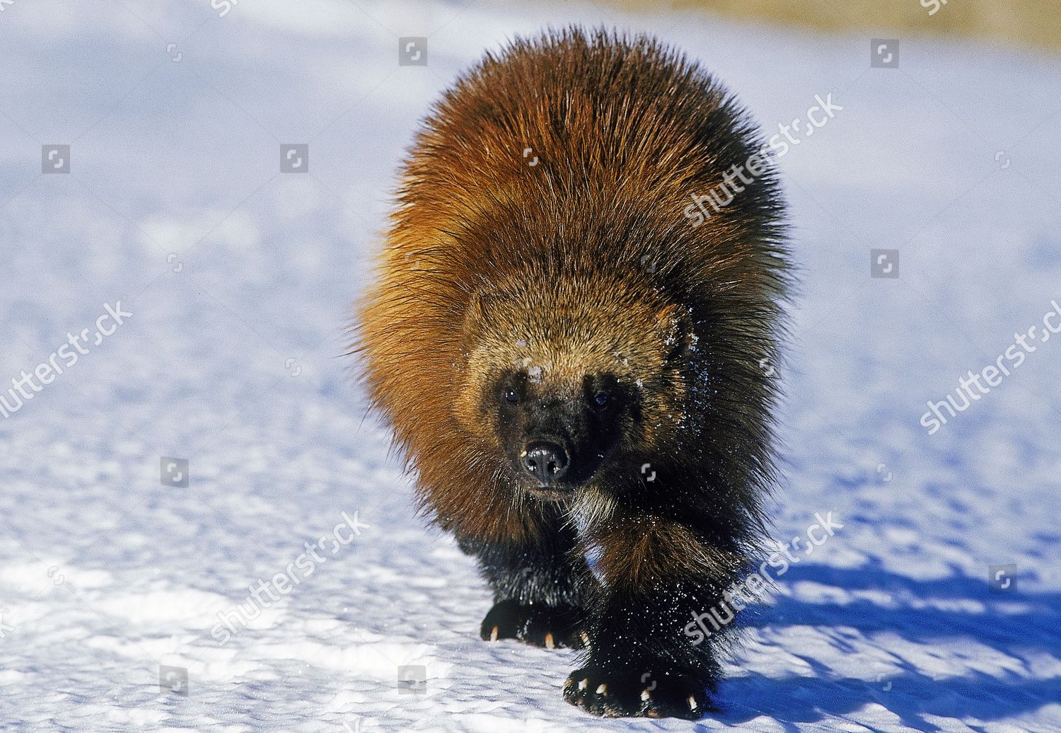 North American Wolverine Gulo Gulo Luscus Editorial Stock Photo - Stock ...