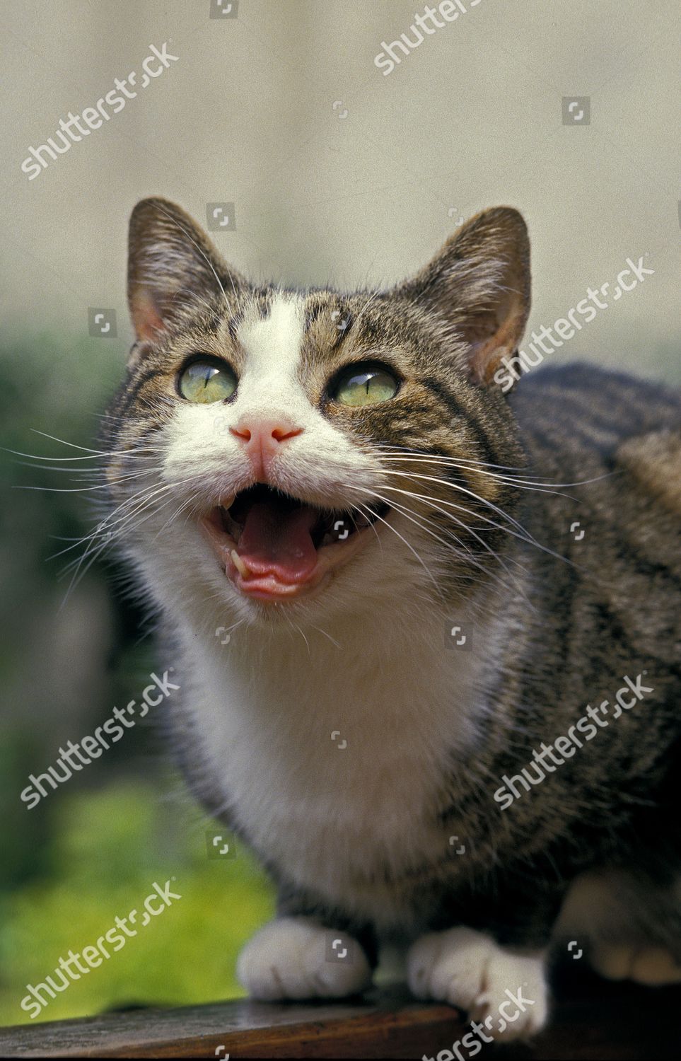 Domestic Cat Miaowing Editorial Stock Photo - Stock Image | Shutterstock