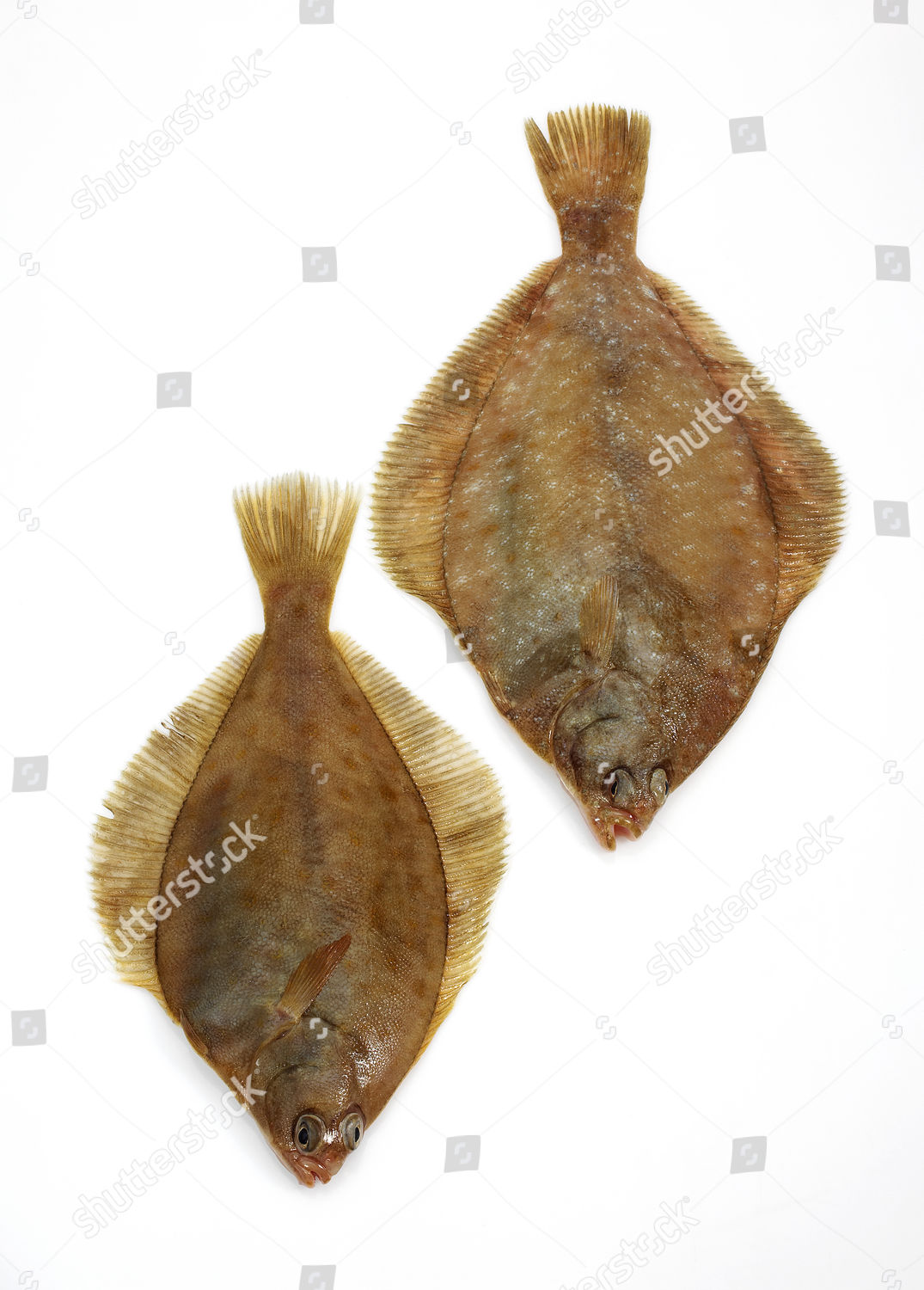 Brill Scophthalmus Rhombus Fresh Fish Editorial Stock Photo - Stock ...