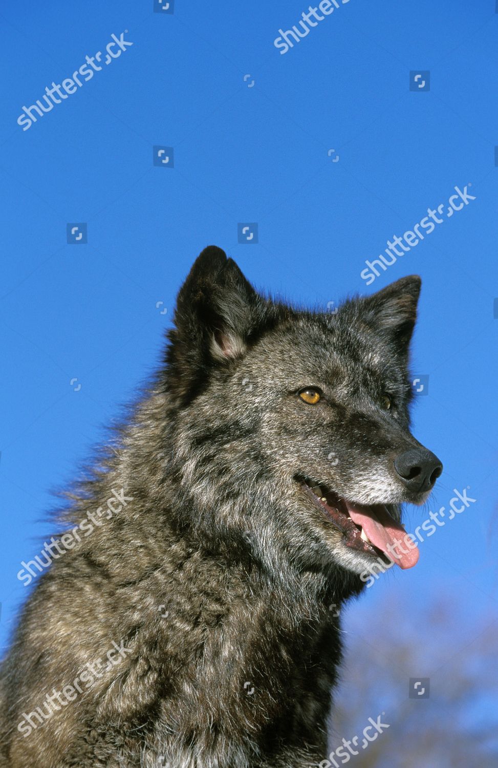 Mackenzie Valley Wolf Canis Lupus Mackenzii Editorial Stock Photo ...