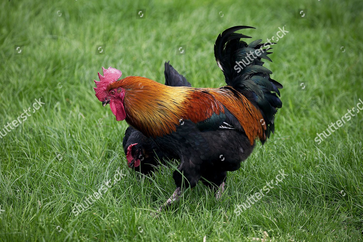 Domestic Chicken Brown Red Marans Hen Editorial Stock Photo - Stock ...