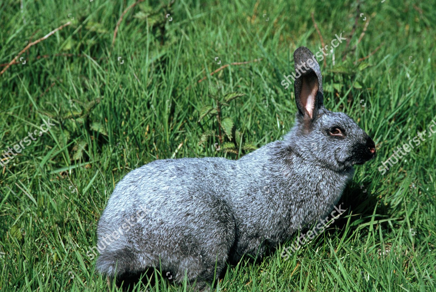Argente De Champagne Domestic Rabbit French Editorial Stock Photo ...