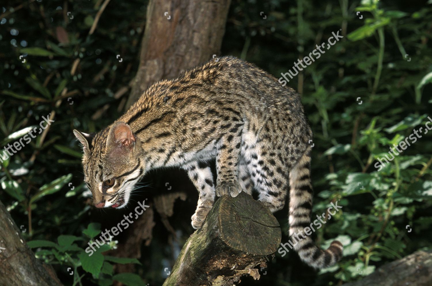 Tiger Cat Oncilla Leopardus Tigrinus Adult Editorial Stock Photo ...
