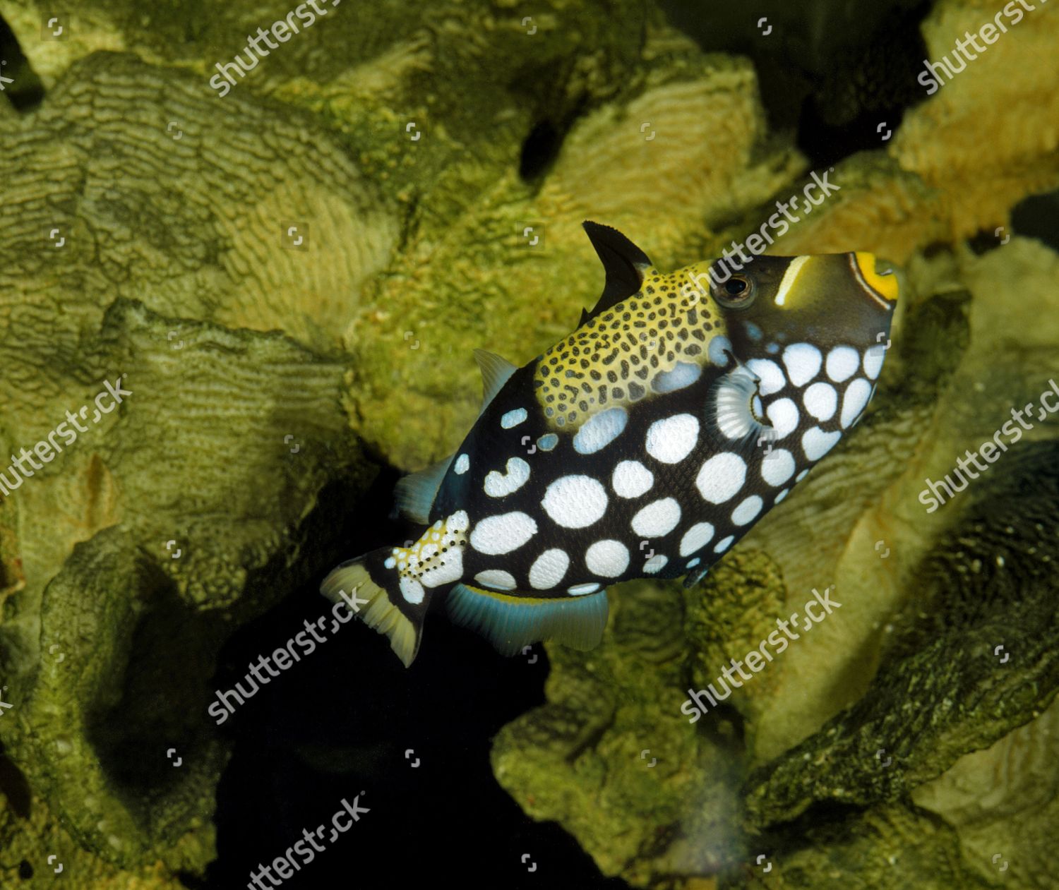 Clown Tiggerfish Balistoides Conspicillum Editorial Stock Photo - Stock ...