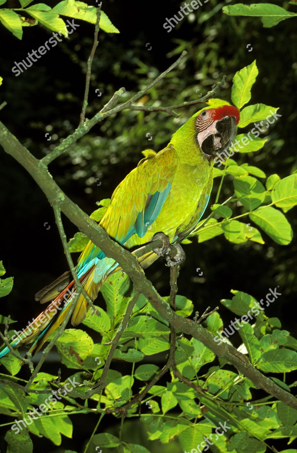 Great Green Macaw Buffons Macaw Ara Editorial Stock Photo - Stock Image ...