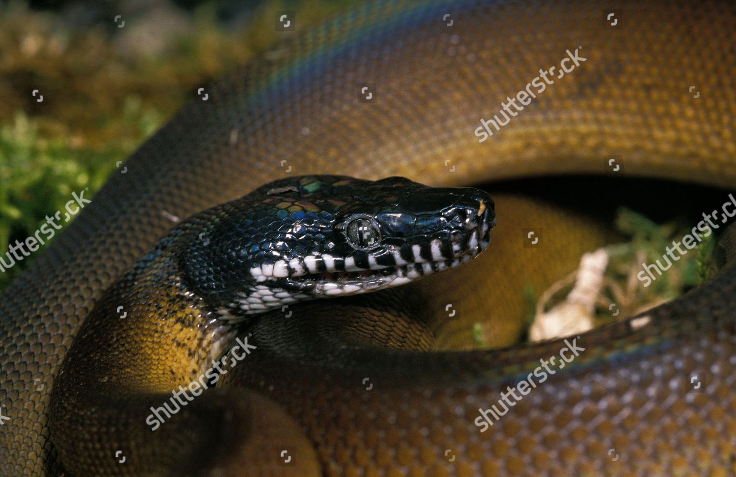 White Lipped Python Liasis Albertisi Editorial Stock Photo - Stock ...