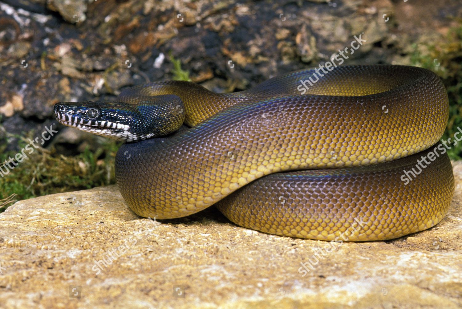 White Lipped Python Liasis Albertisi Editorial Stock Photo - Stock ...