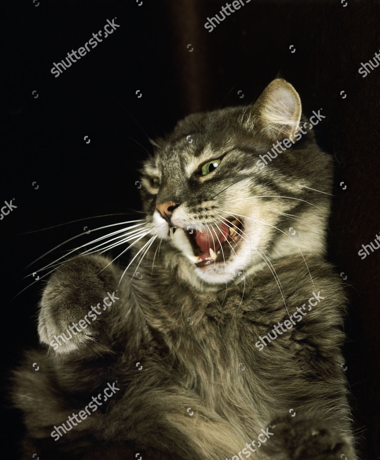 Skogkatt Domestic Cat Snarling Editorial Stock Photo - Stock Image ...