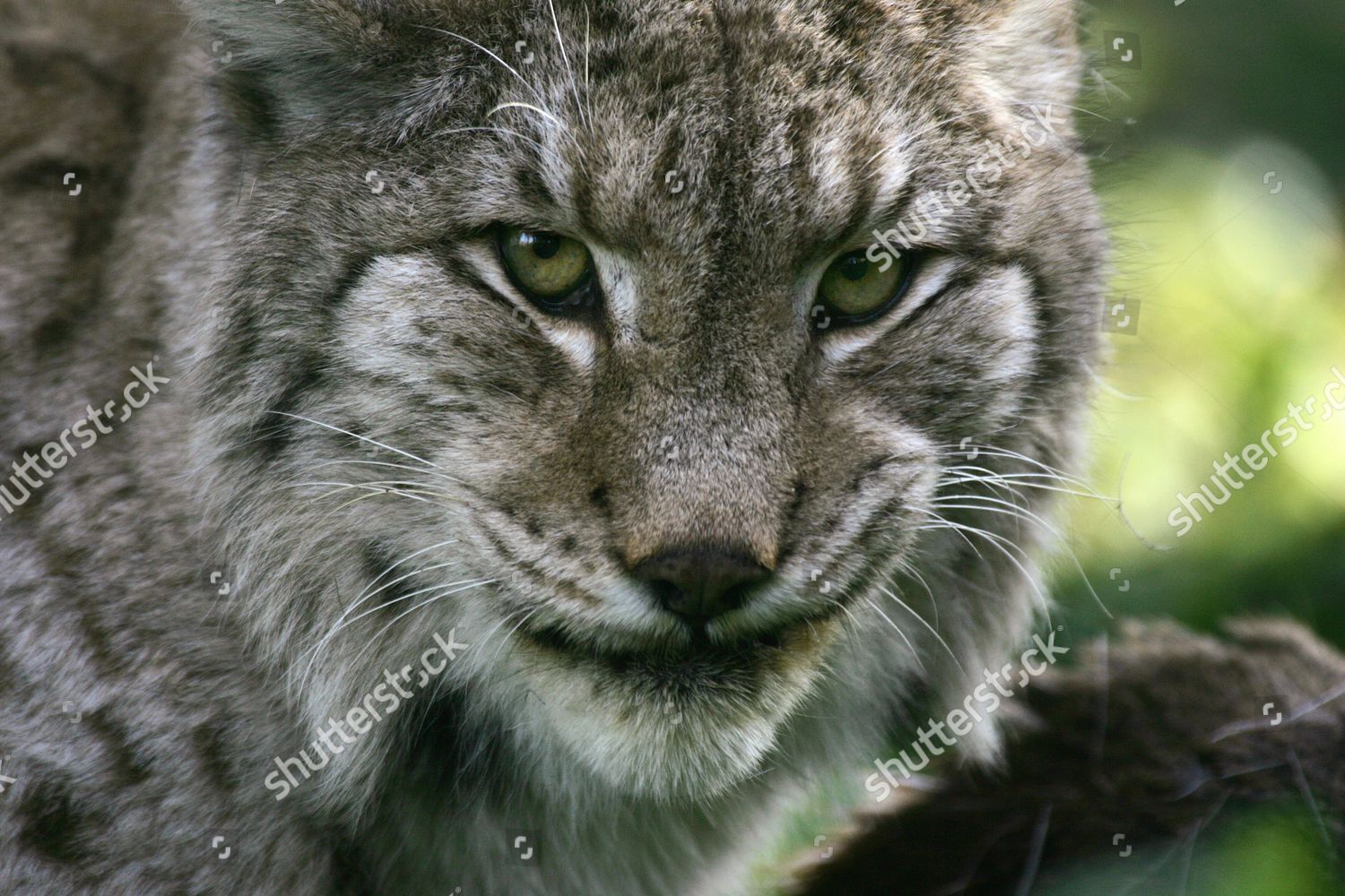 EUROPEAN LYNX FELIS ADULT KILL ROE Editorial Stock Photo - Stock Image ...