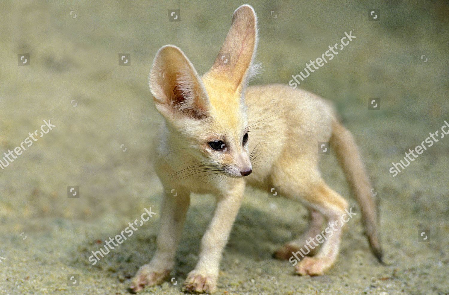 Fennec Desert Fox Fennecus Zerda Cub Editorial Stock Photo - Stock ...