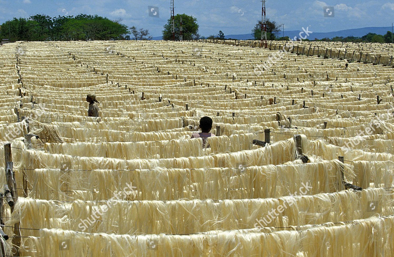 Rope Sisal Plant Agave Sisalana Drying Editorial Stock Photo - Stock ...