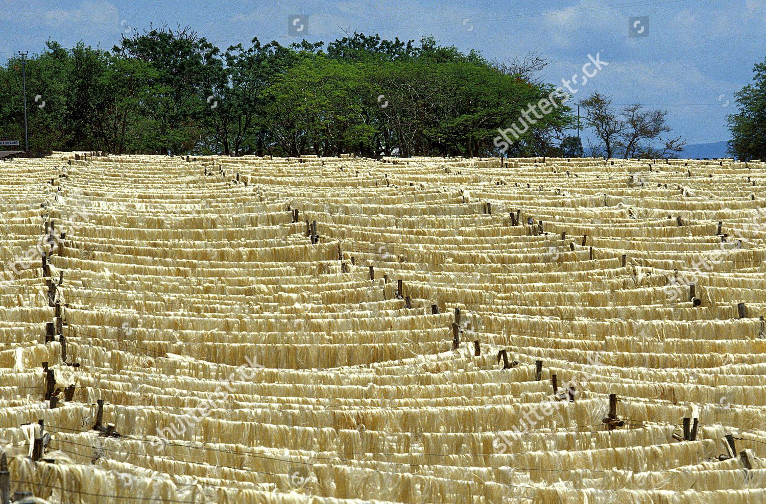 Rope Factory Sisal Plant Agave Sisalana Editorial Stock Photo - Stock ...