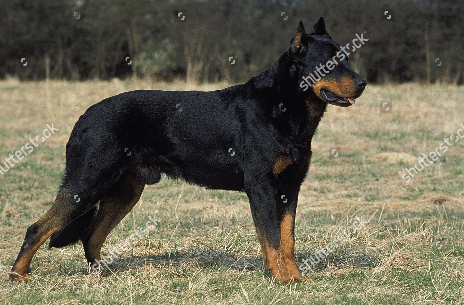 Beauceron Dog Beauce Sheepdog Male Old Editorial Stock Photo - Stock ...