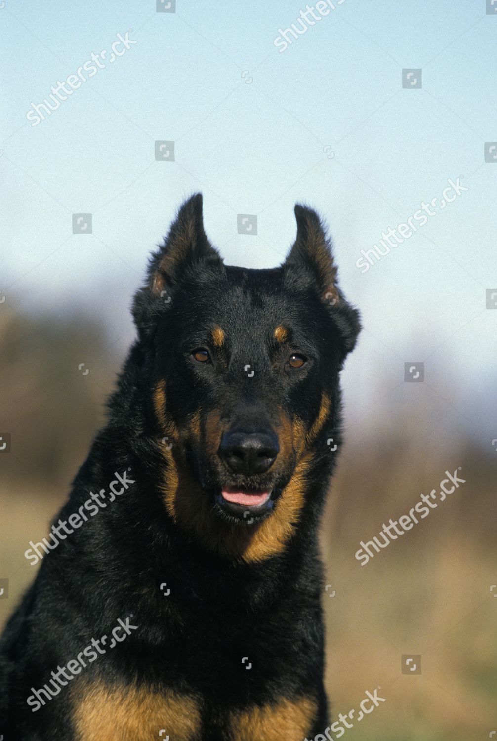 Beauceron Dog Beauce Sheepdog Old Standard Editorial Stock Photo ...