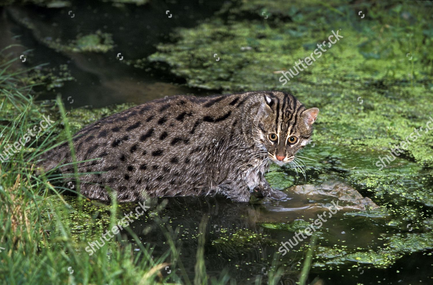 Fishing Cat Prionailurus Viverrinus Adult Entering Editorial Stock ...