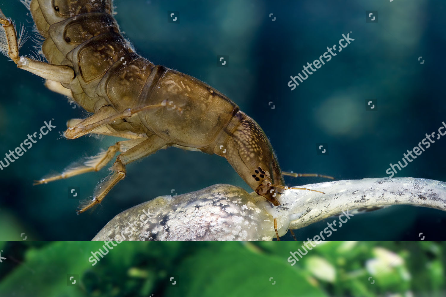 Great Diving Beetle Dytiscus Marginalis Larvae Editorial Stock Photo ...