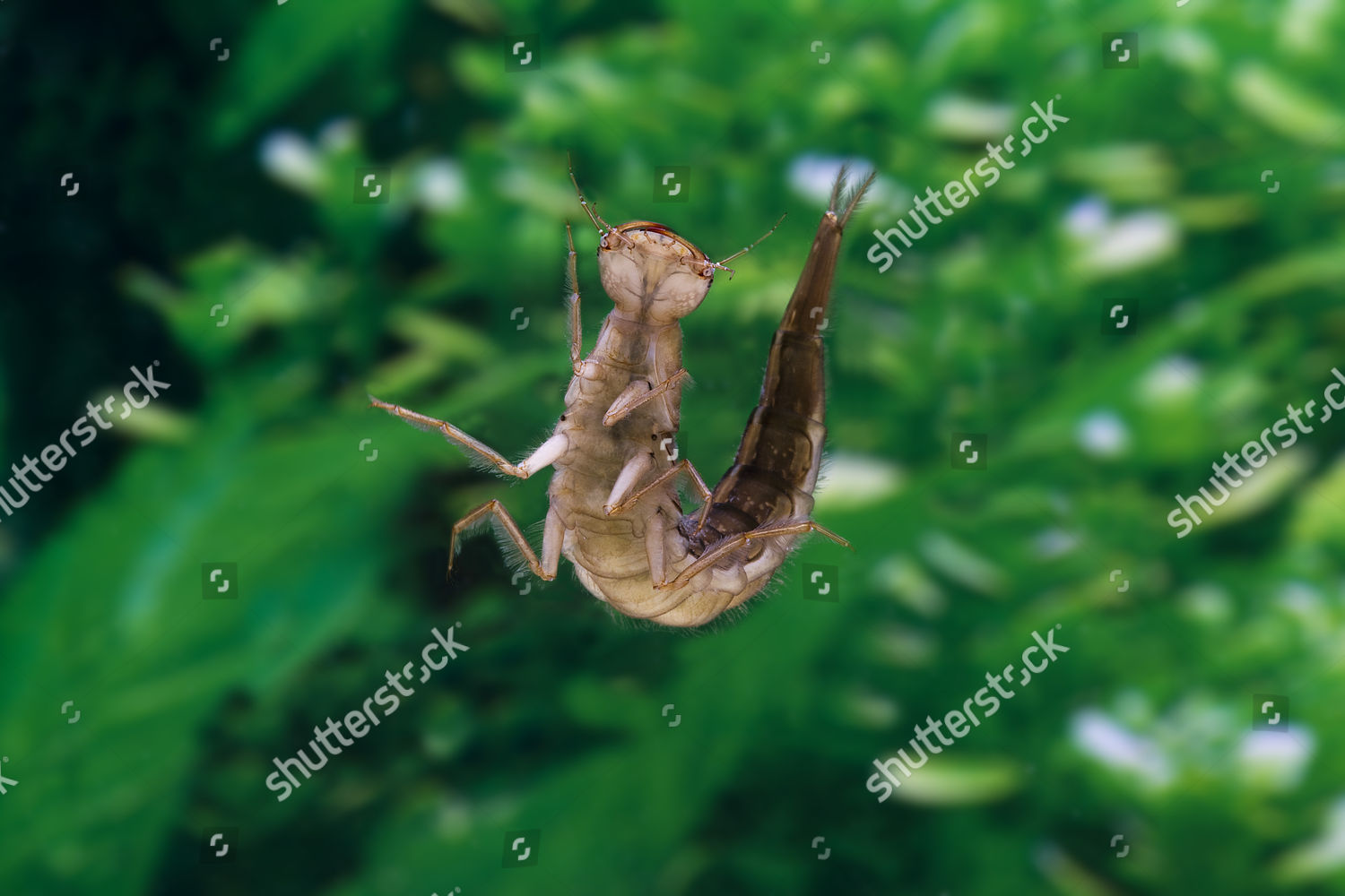 Great Diving Beetle Dytiscus Marginalis Larvae Editorial Stock Photo ...