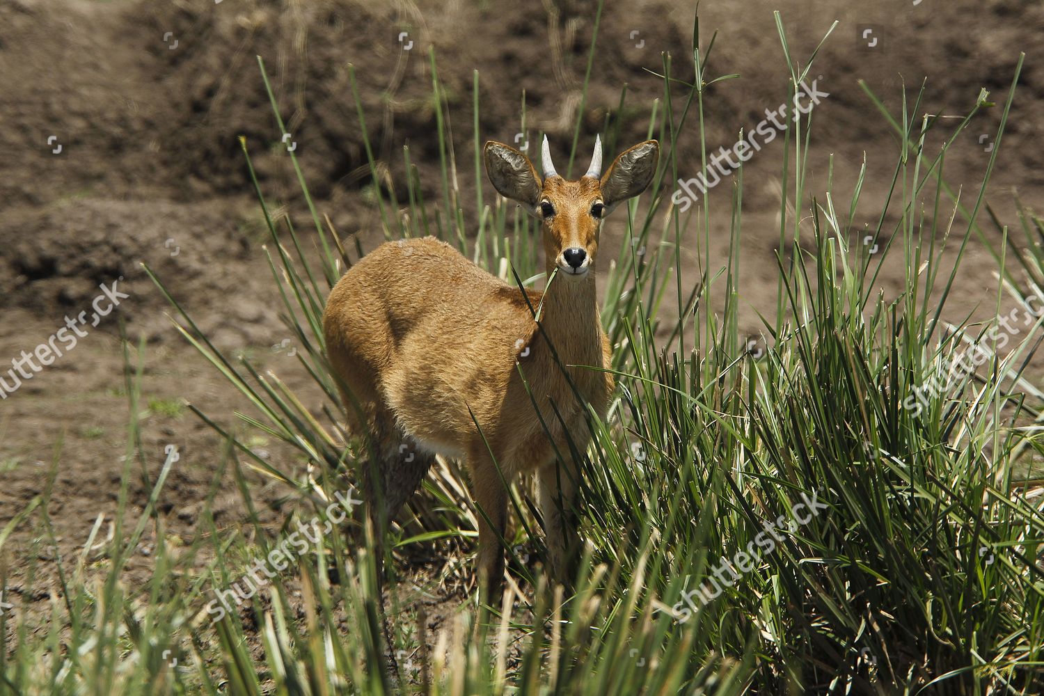 Southern Common Reedbuck Redunca Arundinum Male Editorial Stock Photo ...