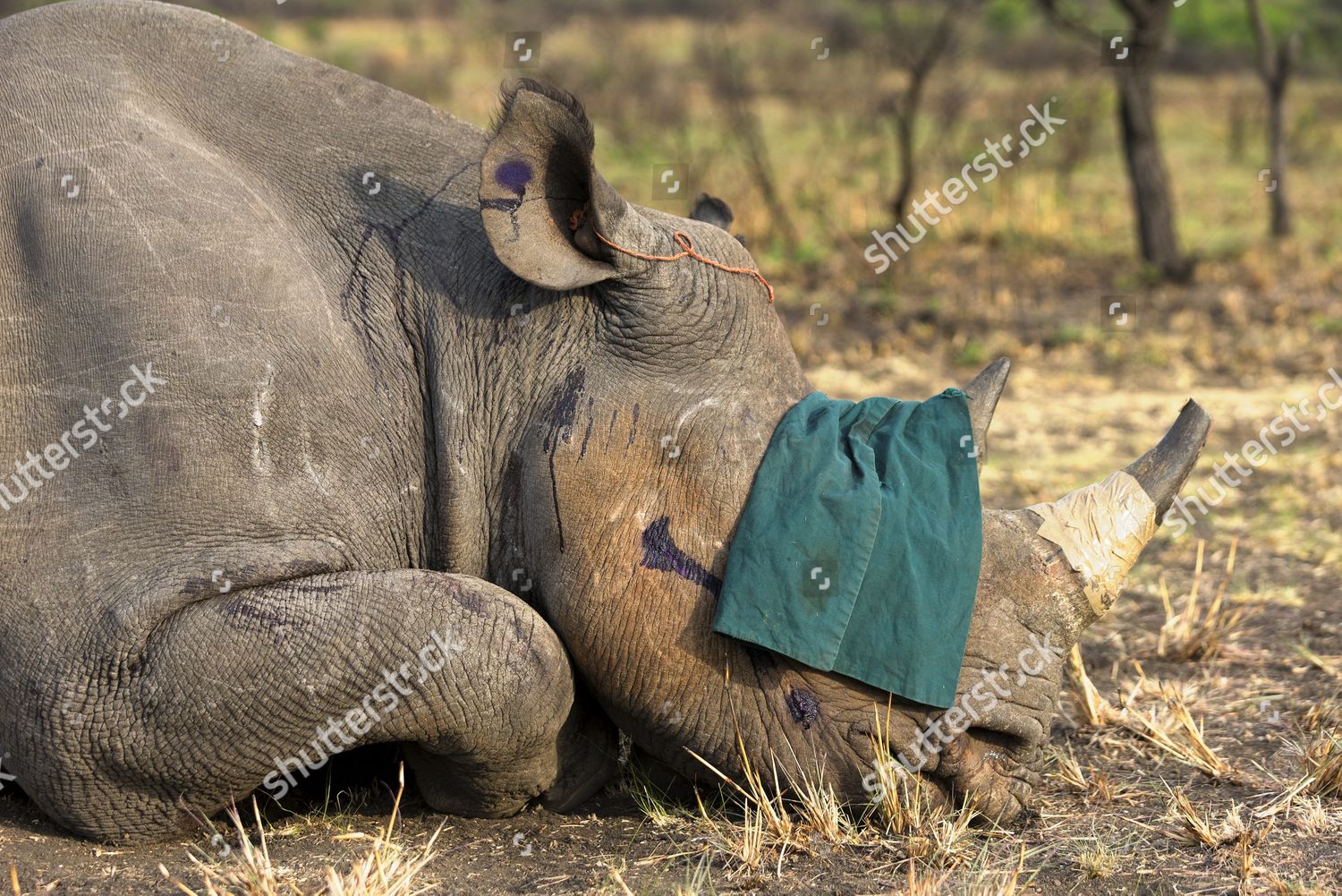 Rhino After Being Tranquilized Ithala Game Editorial Stock Photo ...