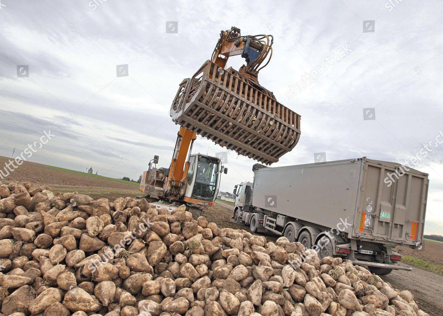 Sugar Beet Loaded On Trucks Tranport Editorial Stock Photo - Stock ...
