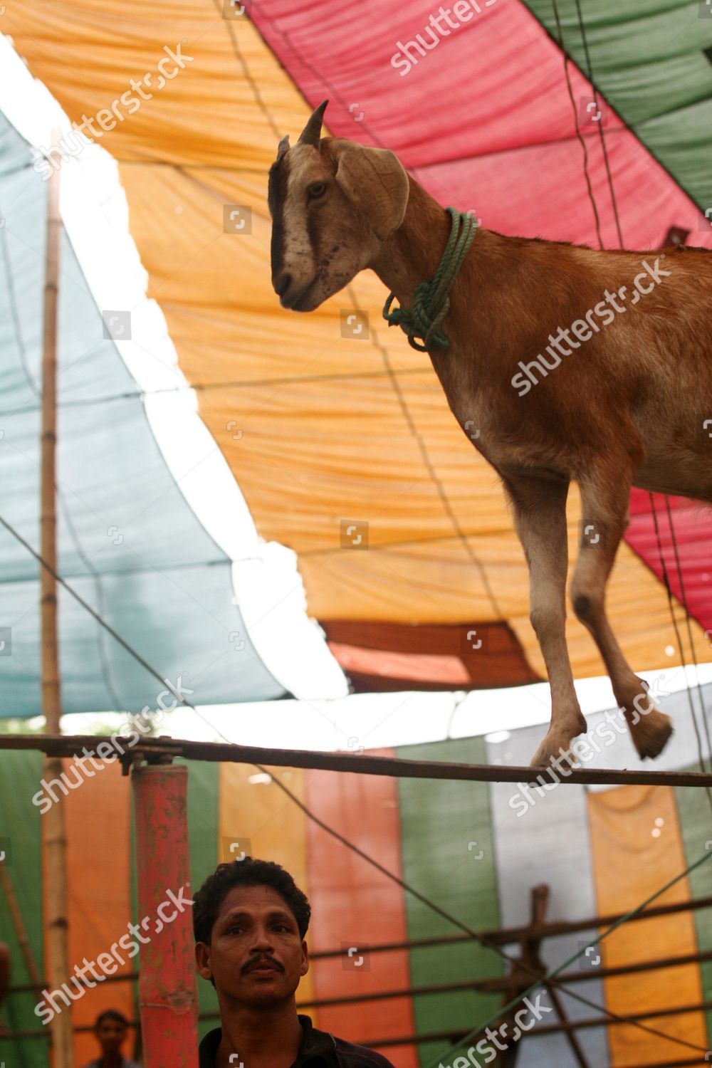 Goat Plays Stunt Circus Popular Form Editorial Stock Photo - Stock ...