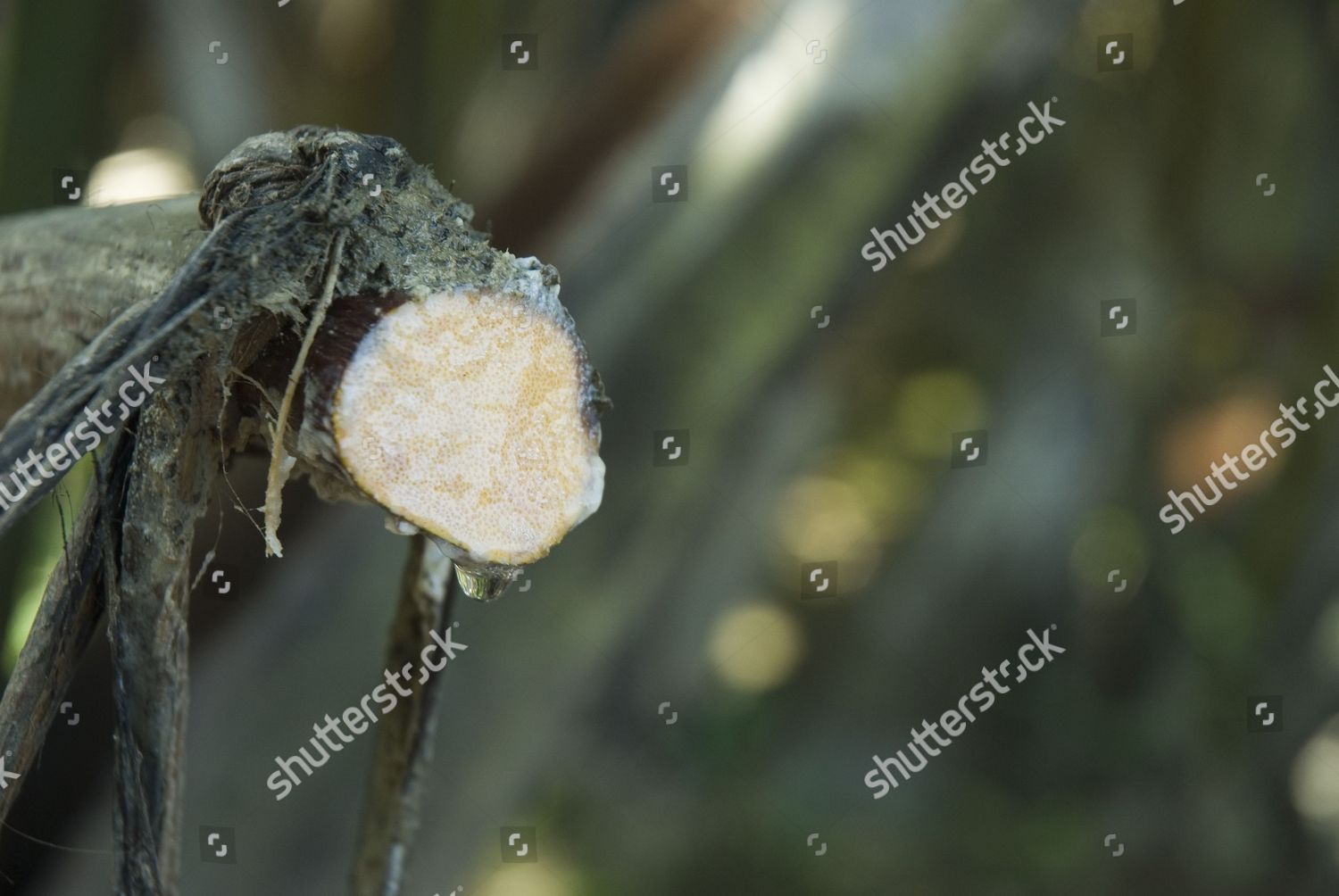 SAP DROPS NIPA PALM GOLPATA THAT Editorial Stock Photo - Stock Image ...