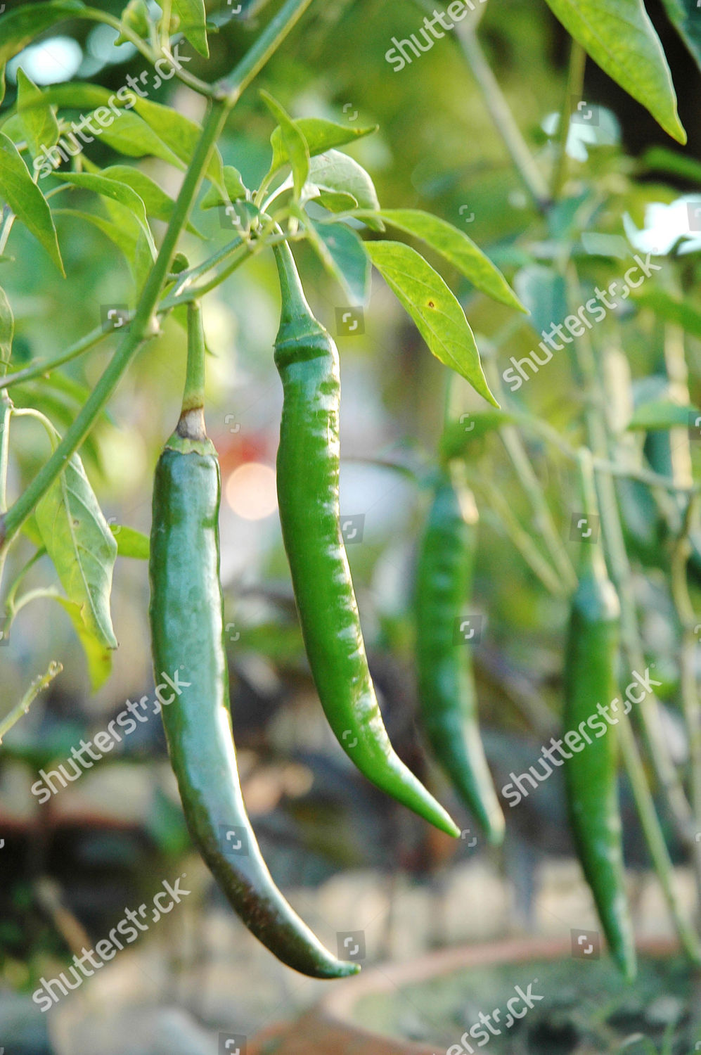 Green Chili Kancha Morich Kancha Jhal Editorial Stock Photo - Stock ...
