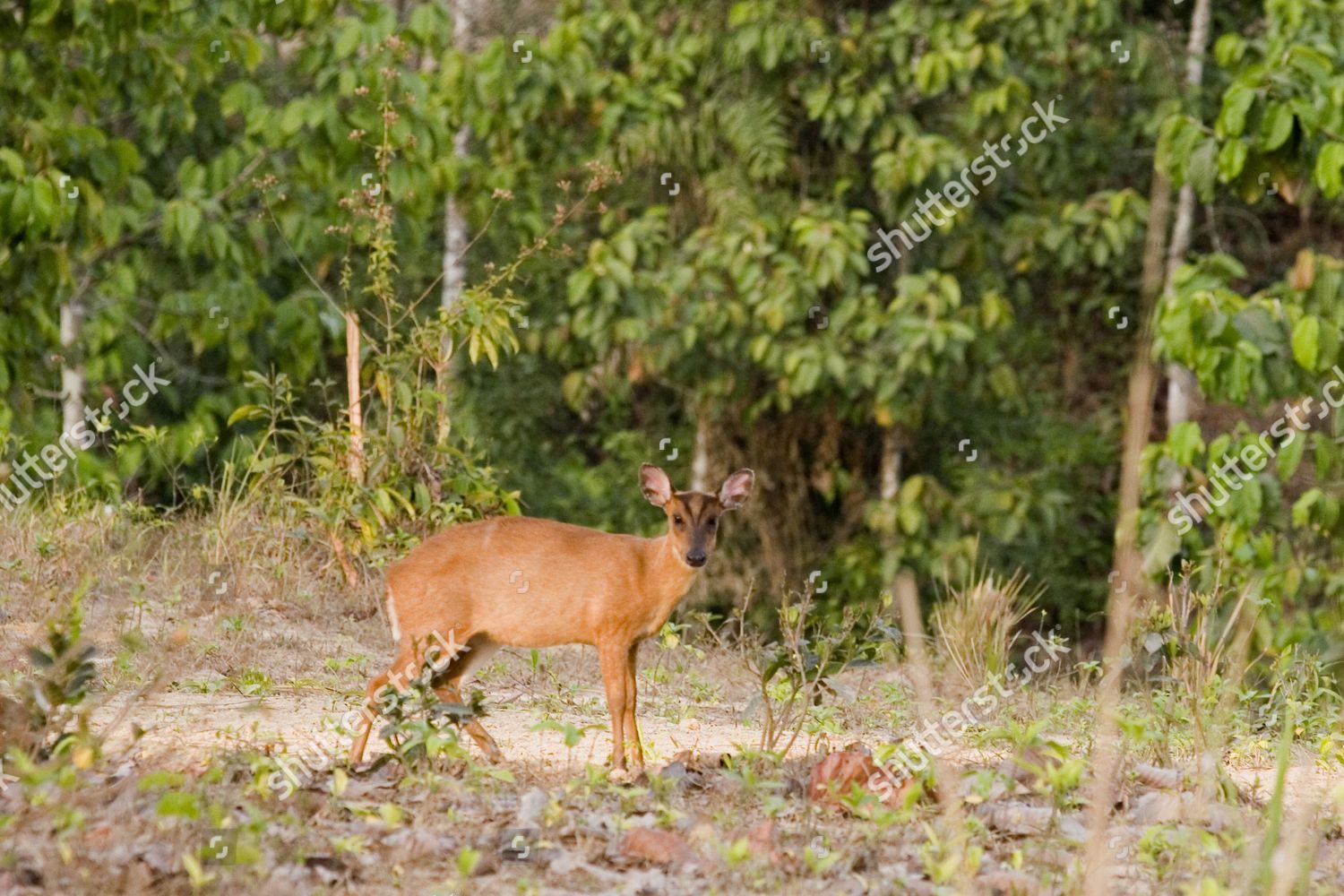 Barking Deer Dulahazra Safari Park Chokoria Editorial Stock Photo ...