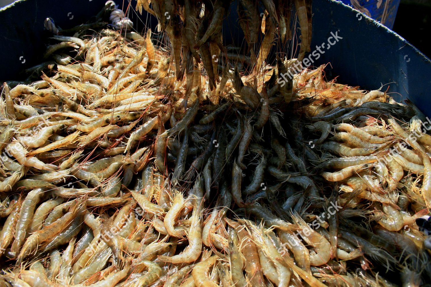 Horina Chingri Small Shrimps Which Look Editorial Stock Photo - Stock ...
