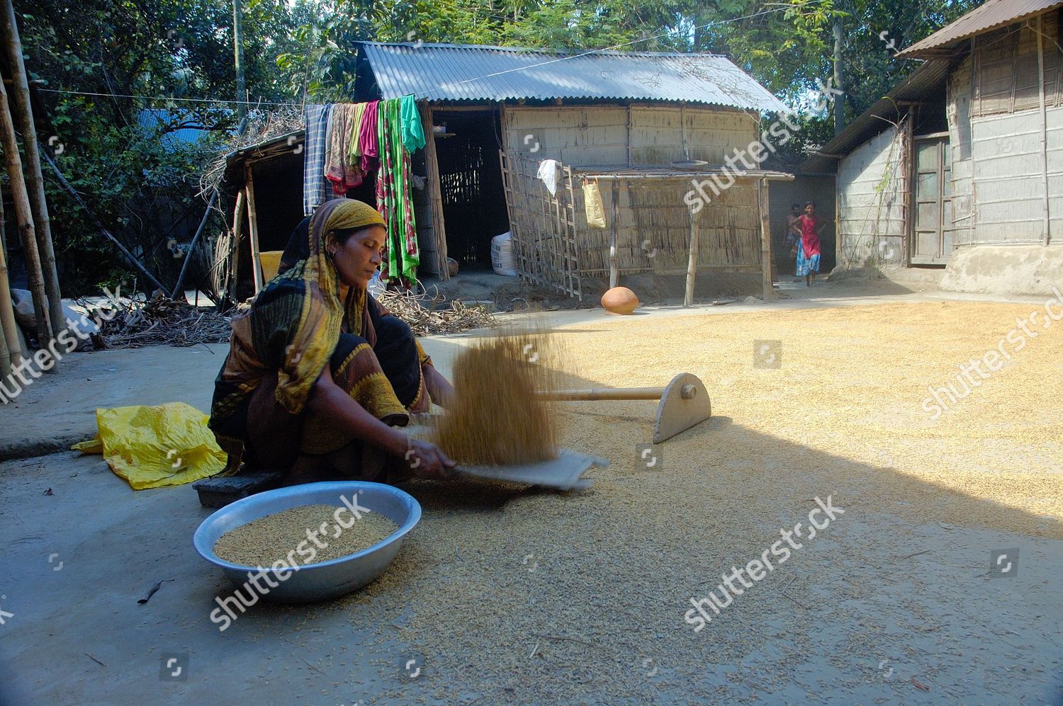 Rural Woman Winnowing Paddy Her Courtyard Editorial Stock Photo - Stock ...